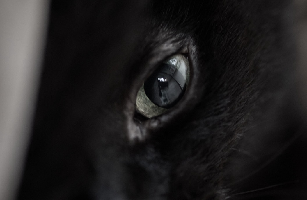 シックな雰囲気の、ねこさんです (｡uωu) | webゲンロン